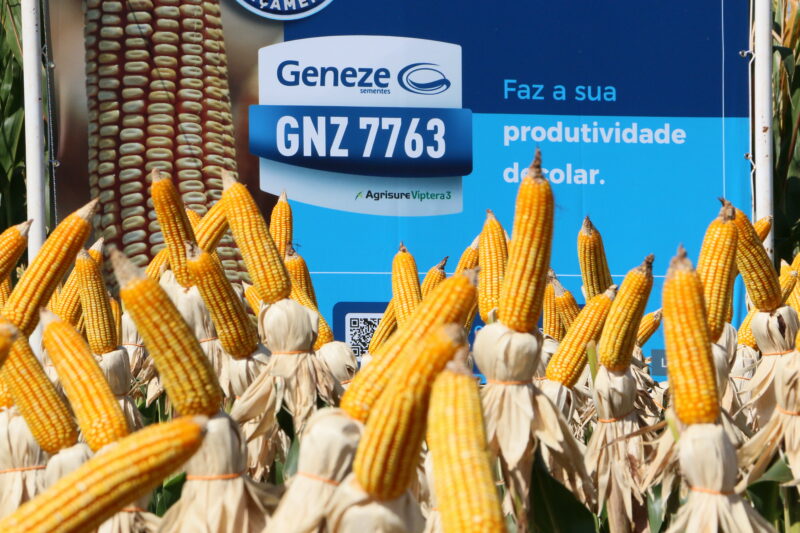 Geneze Sementes apresentou híbridos de milho com alto potencial ...